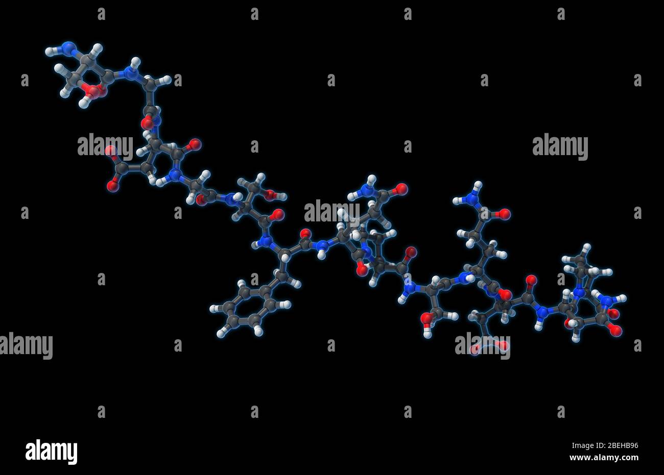 A molecular model of a deamidated gluten peptide. Gluten is a ...