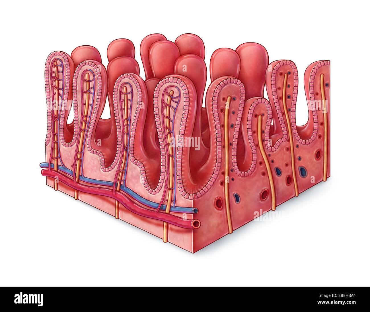 Blood vessel diagram hi-res stock photography and images - Alamy