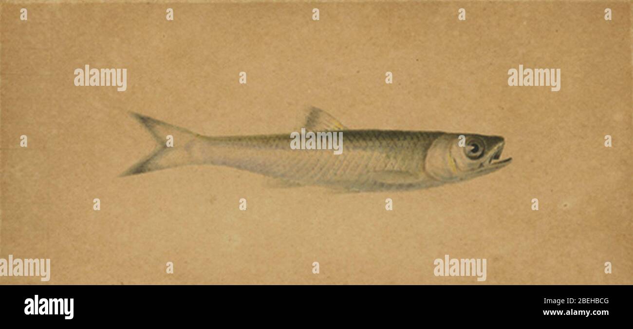 Notropis hi-res stock photography and images - Alamy