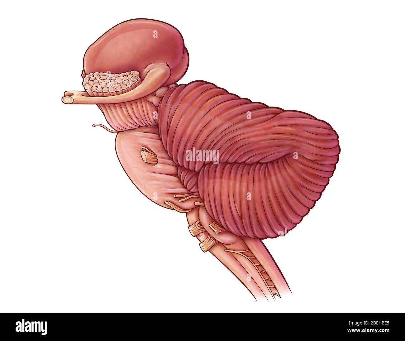 Diencephalon and Brainstem, illustration Stock Photo - Alamy