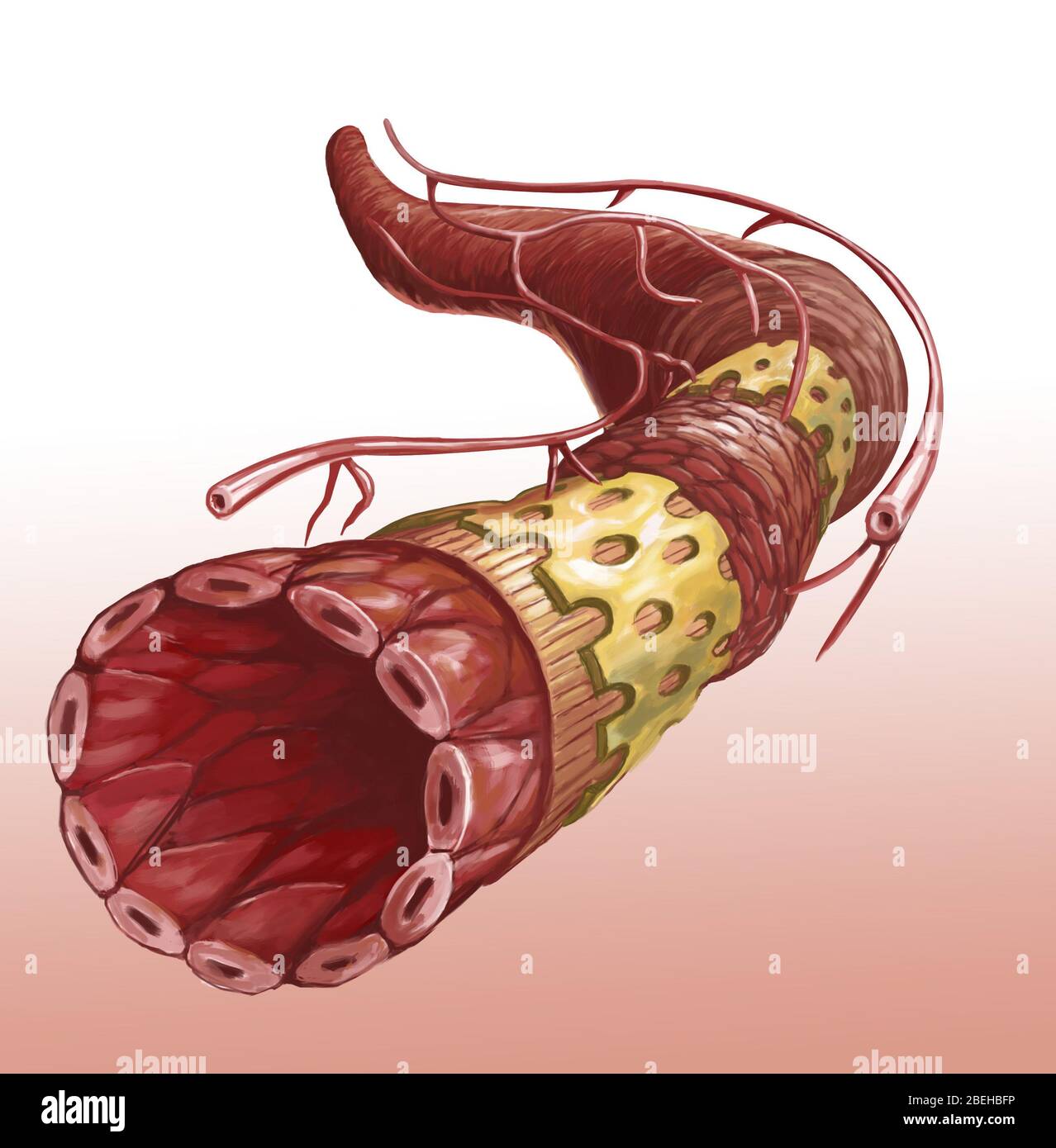 Cross section artery hi-res stock photography and images - Alamy