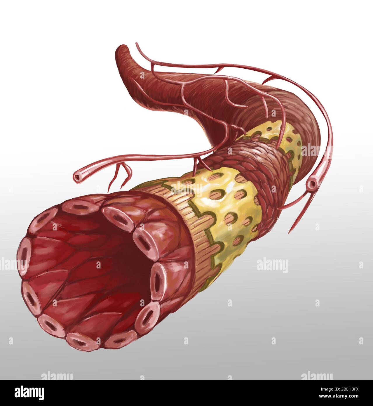 Cross Section of Artery, Illustration Stock Photo - Alamy