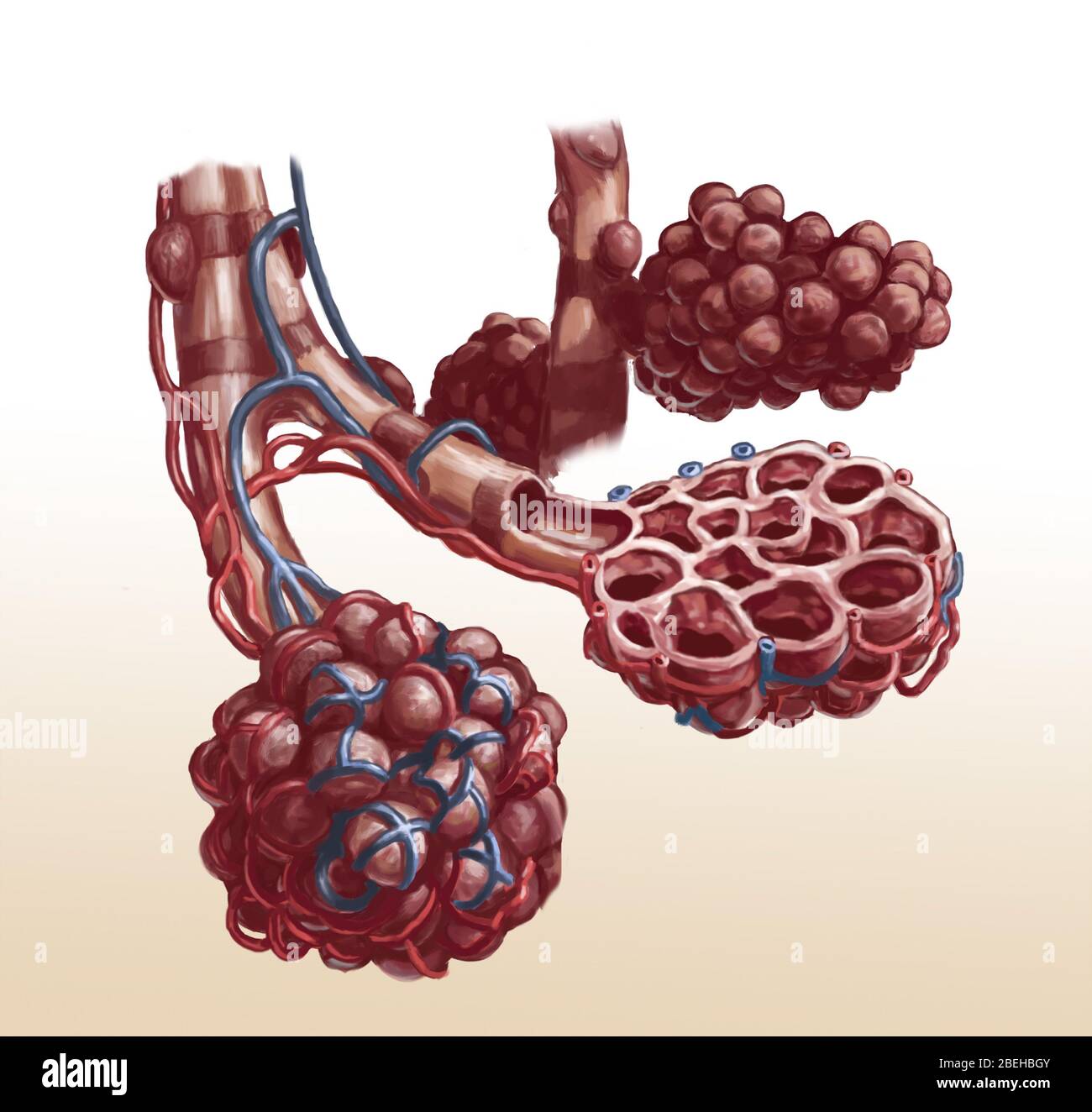 Alveolus hi-res stock photography and images - Alamy