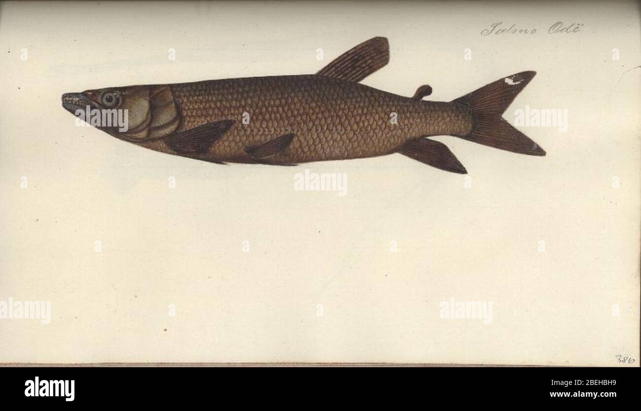 Hepsetus odoe 2 Stock Photo - Alamy