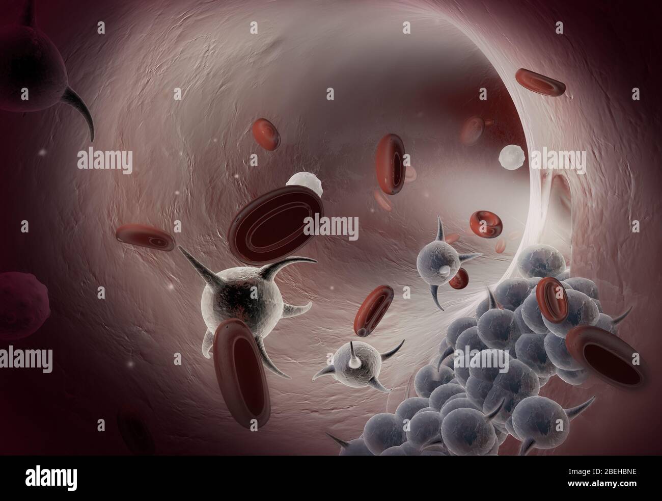 Blood platelets hi-res stock photography and images - Alamy
