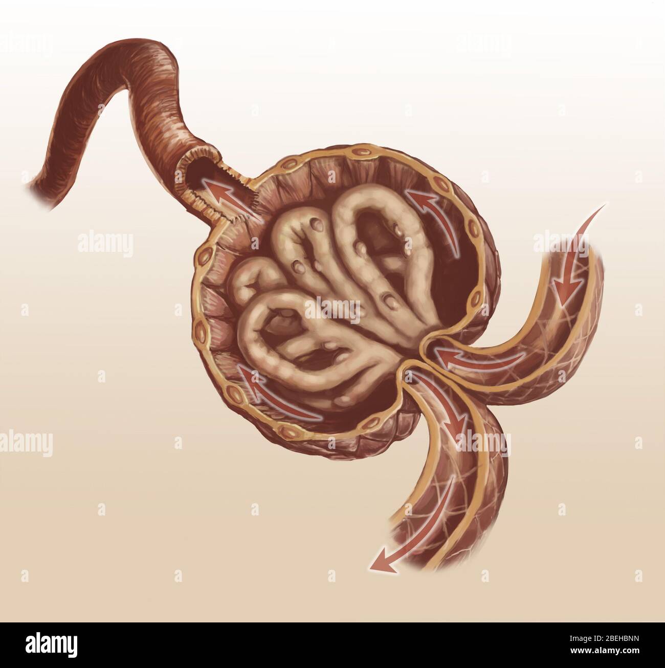 Glomerulus Kidney High Resolution Stock Photography and Images - Alamy