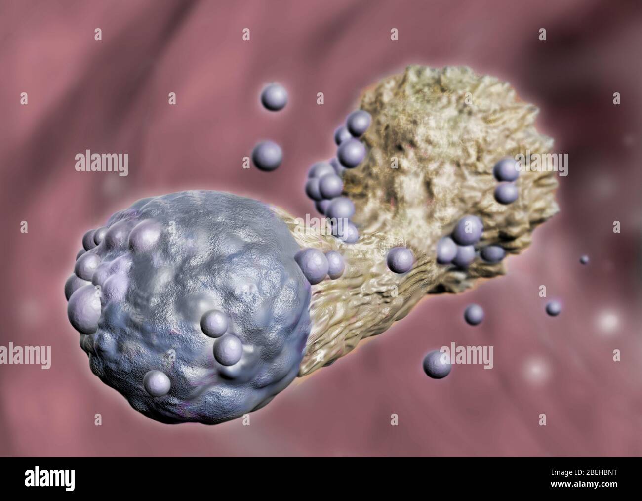 Cytotoxic T Cell Attacking Cancer, Illustration Stock Photo - Alamy