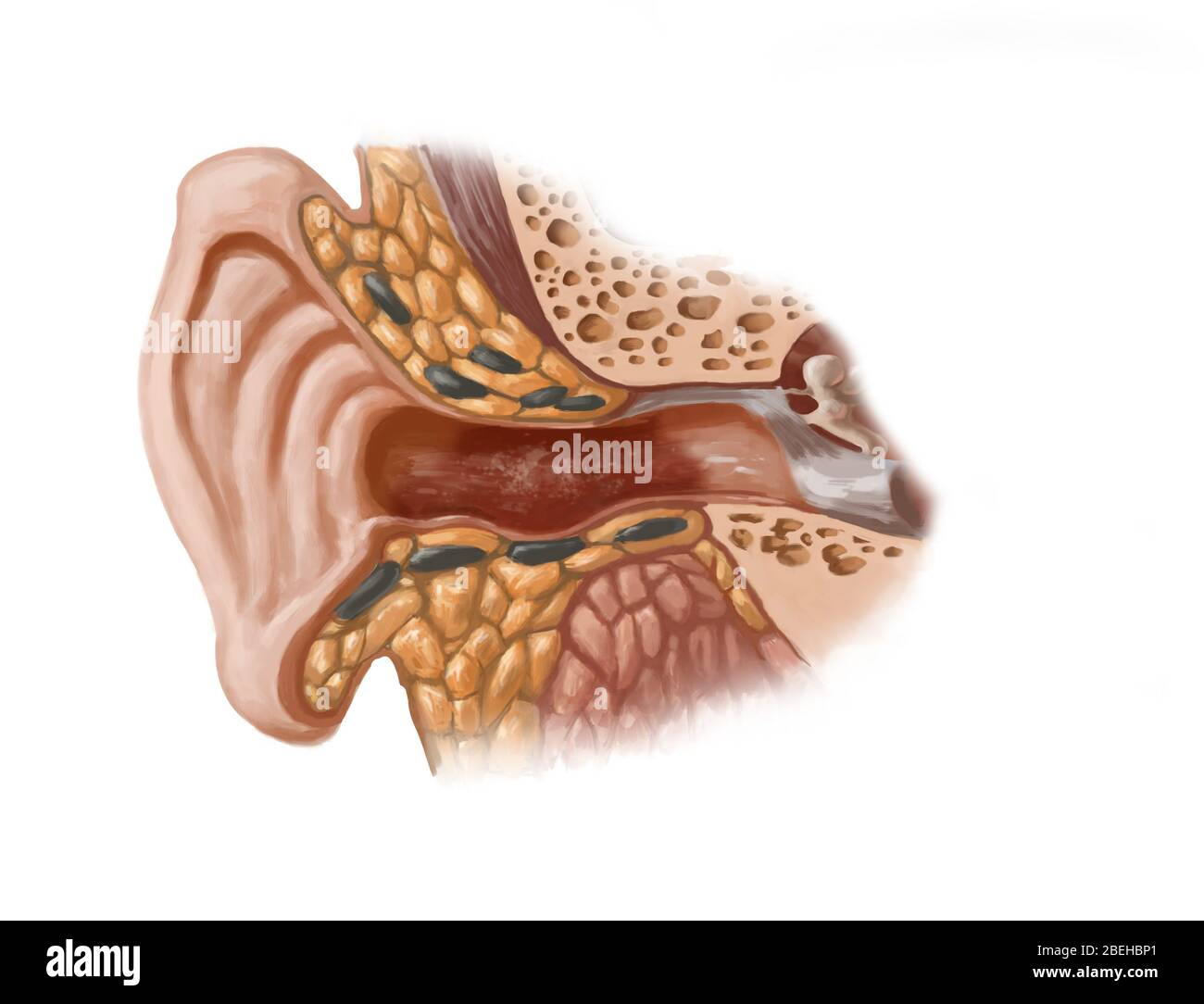 Ear canal hi-res stock photography and images - Alamy