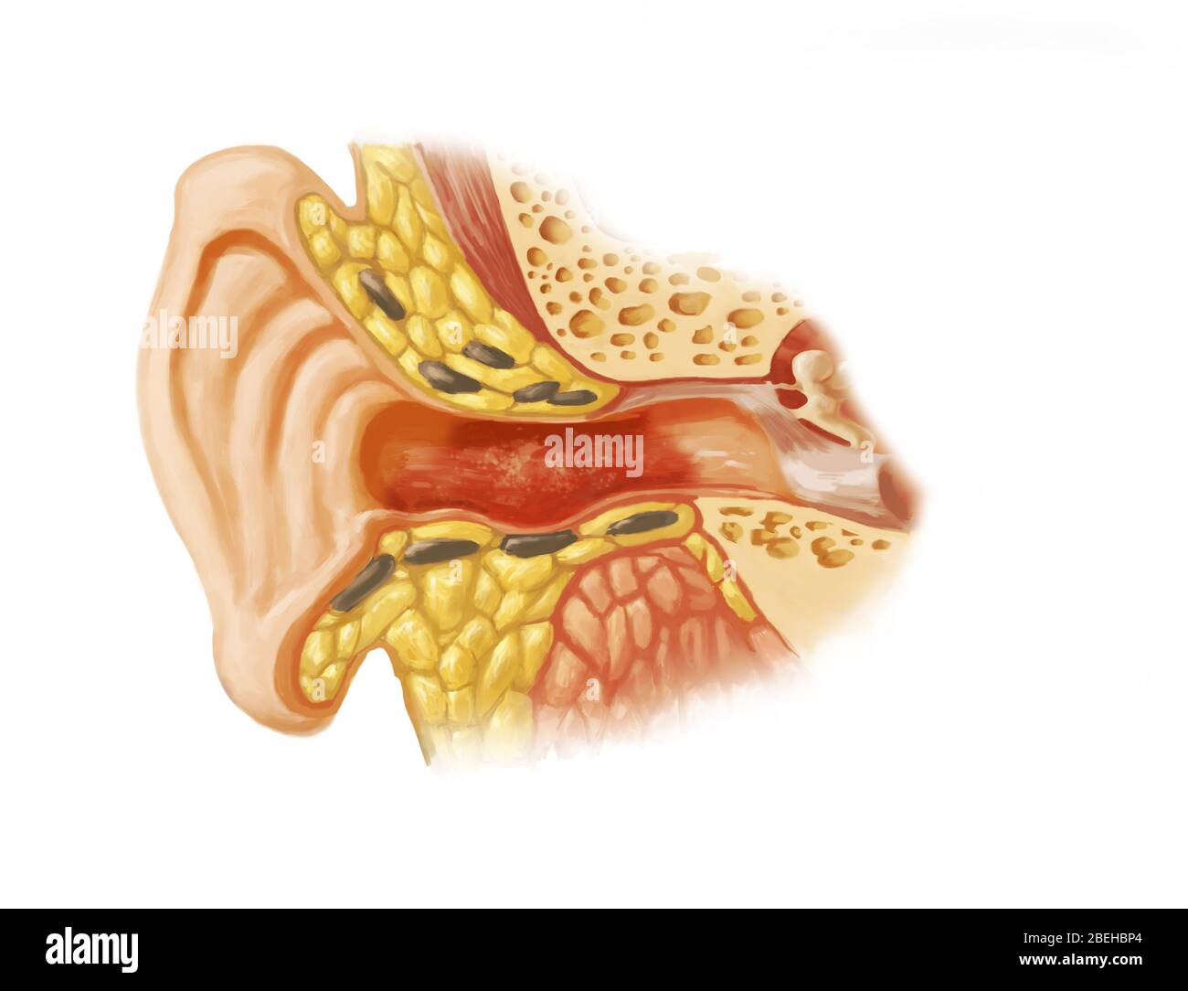 Ear canal hi-res stock photography and images - Alamy