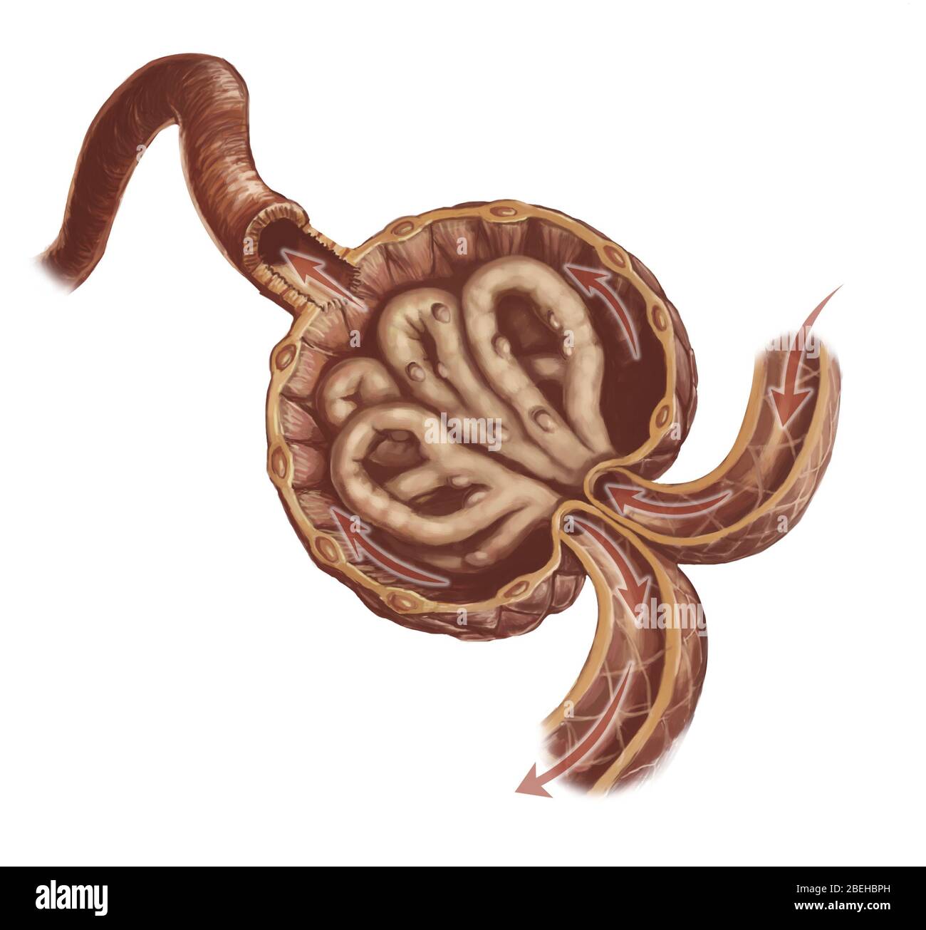 Renal glomerulus, illustration. A glomerulus is a network (as a tuft ...