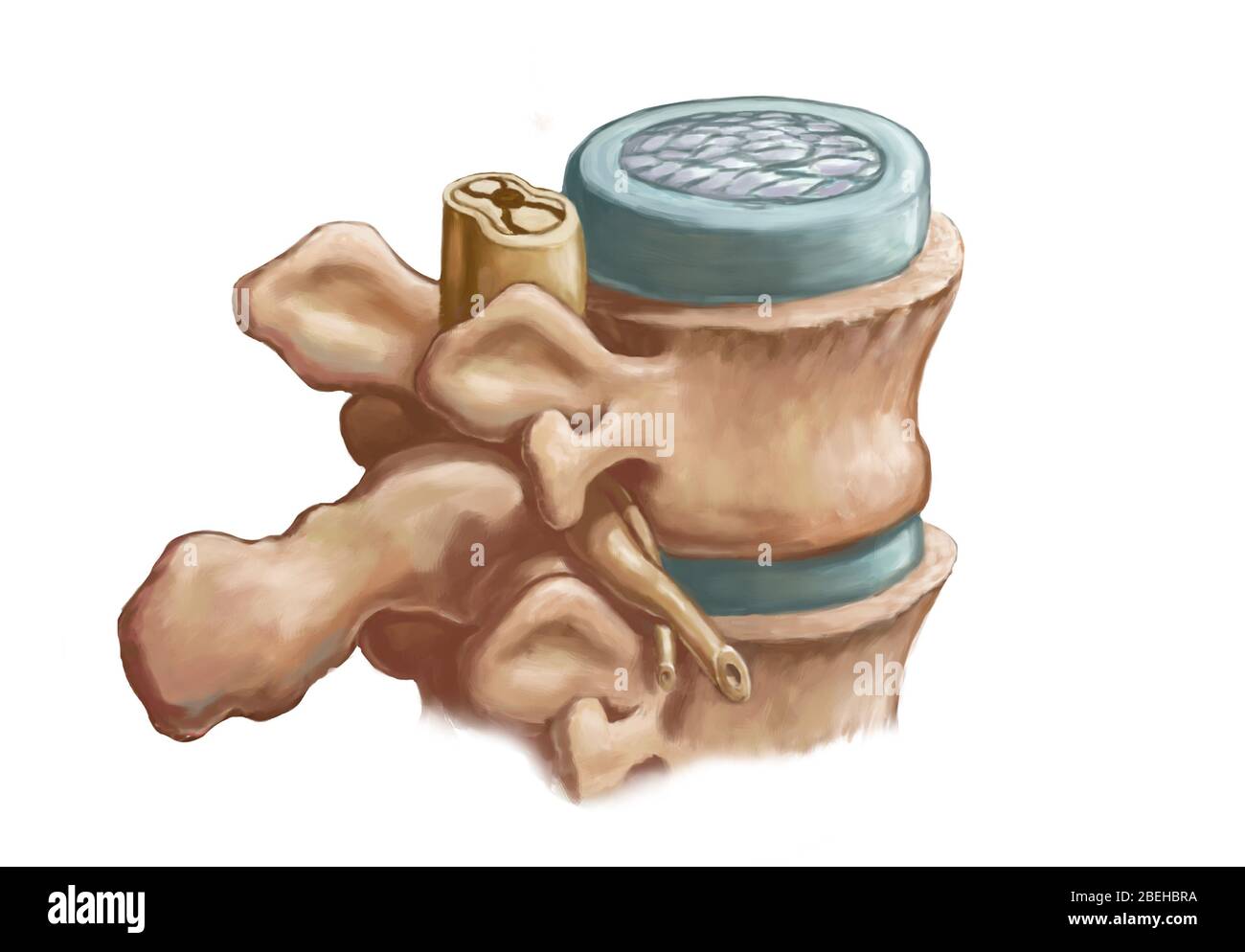 Vertebrae anatomy Cut Out Stock Images & Pictures - Alamy
