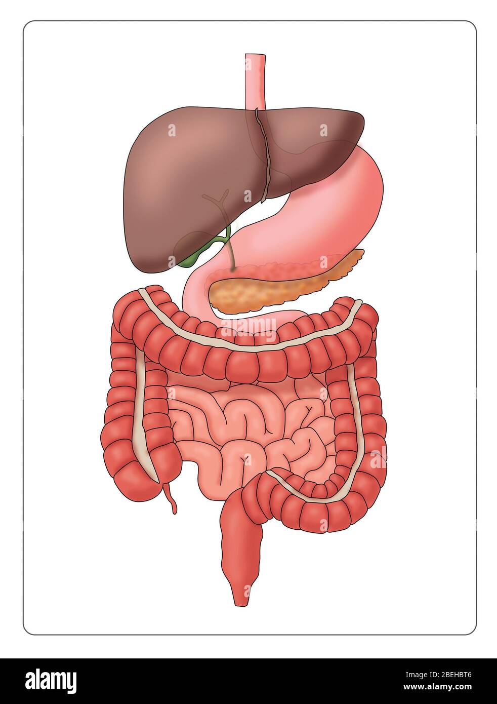 Normal Digestive System Stock Photo - Alamy