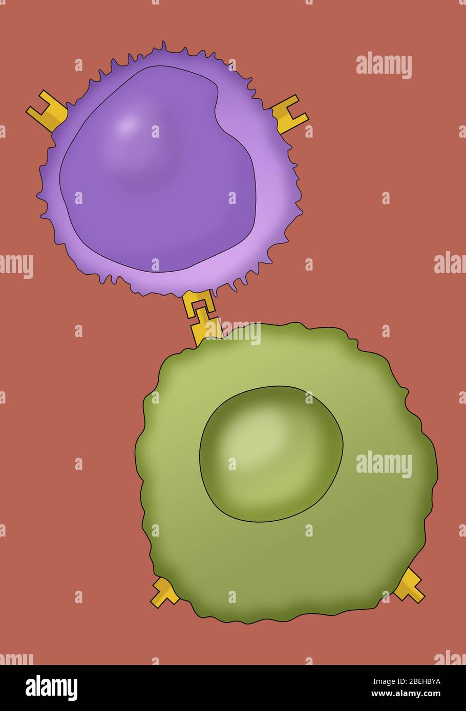 Lymphocyte and Cancer Cell Stock Photo - Alamy