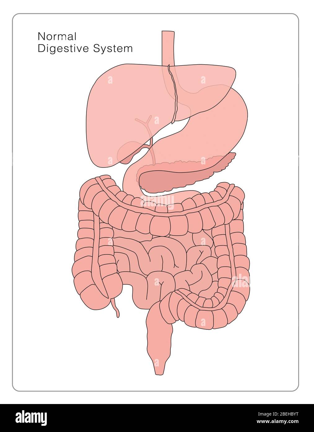 Normal Digestive System Stock Photo - Alamy