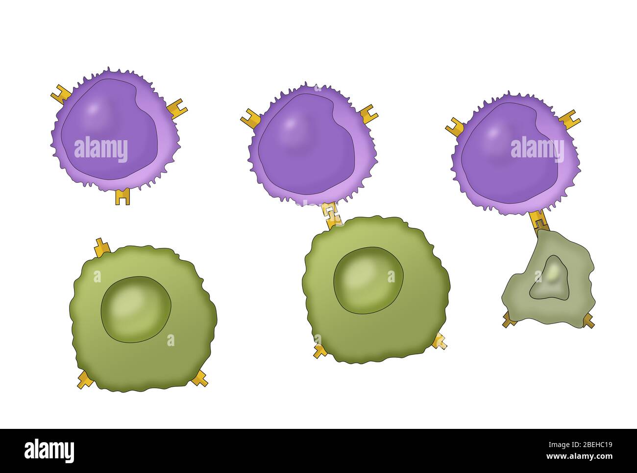 T cell Cut Out Stock Images & Pictures - Alamy