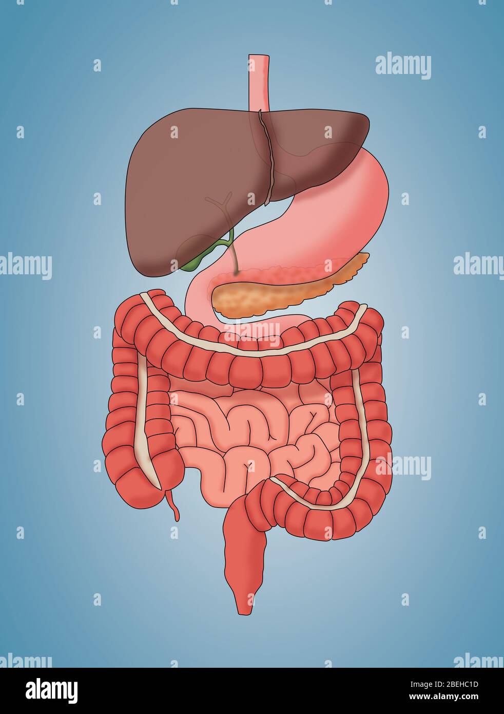 Normal Digestive System Stock Photo - Alamy