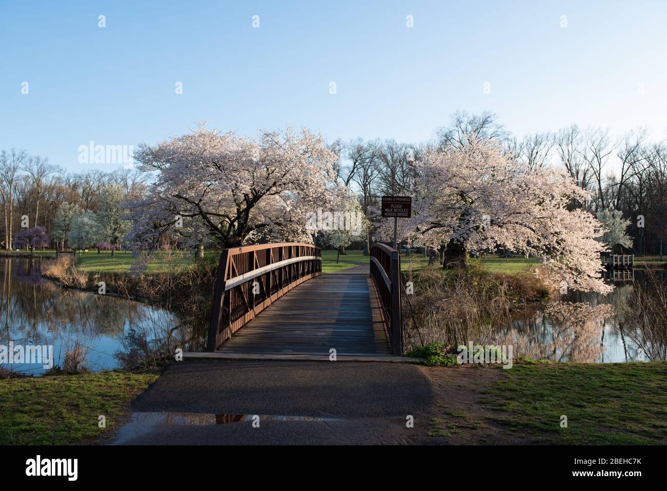Two pink cherry trees in full bloom on either side of a walking bridge ...