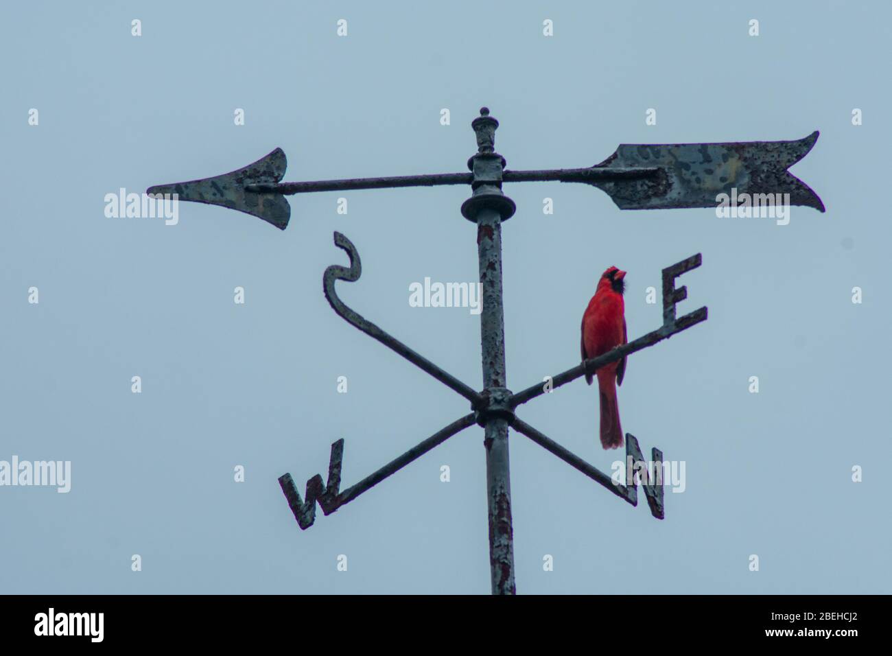 A Red Cardinal Standing on a Weathervane on a Cloudy Sky Stock Photo ...