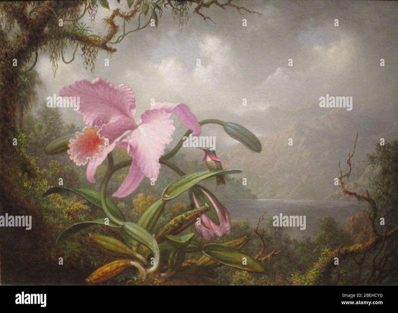 Orchid and Hummingbird by Martin Johnson Heade Stock Photo - Alamy