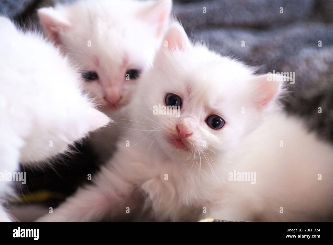 Newborn little kittens for the first time suck a cats milk with eyes ...