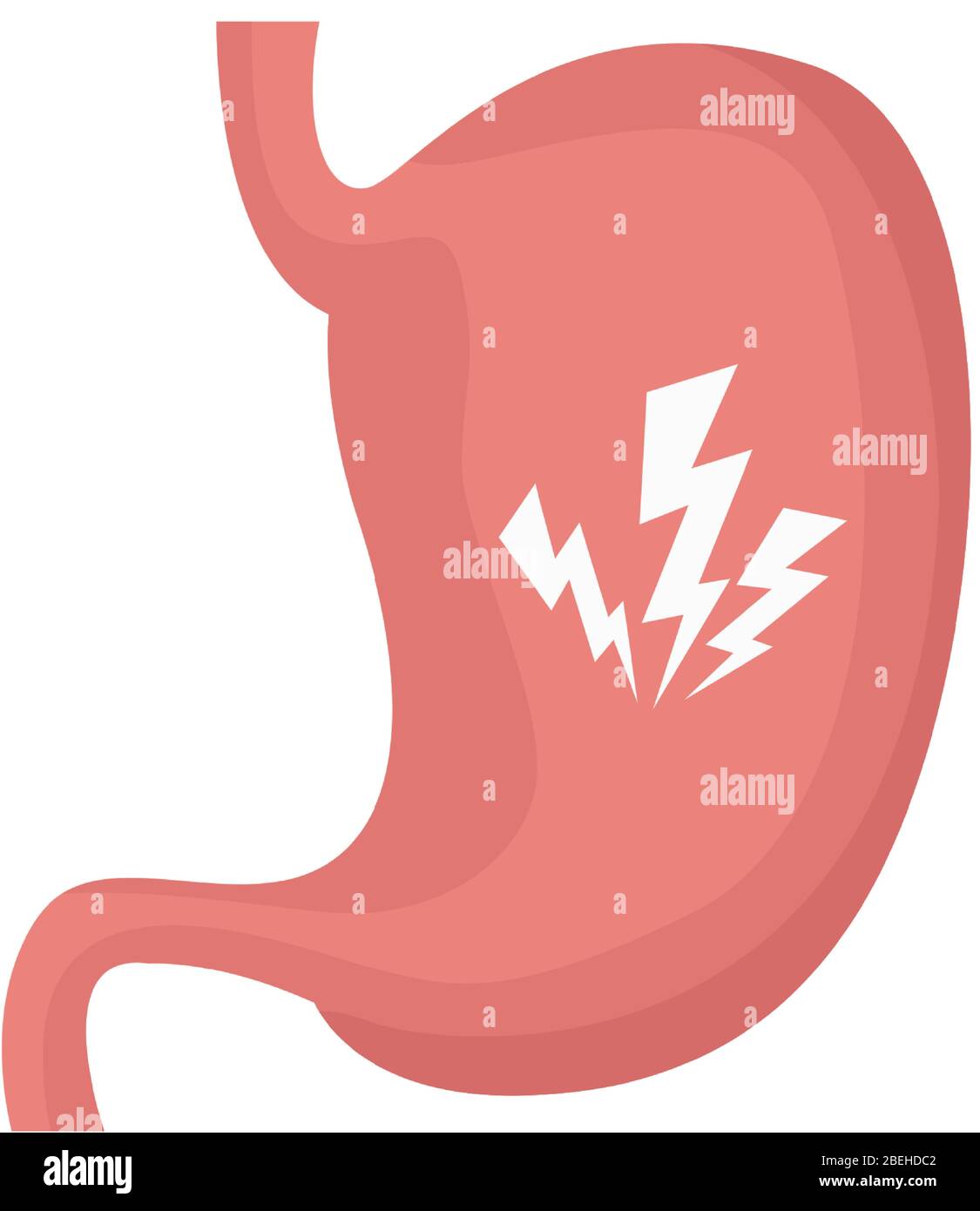 Anatomical model stomach Stock Vector Images - Alamy