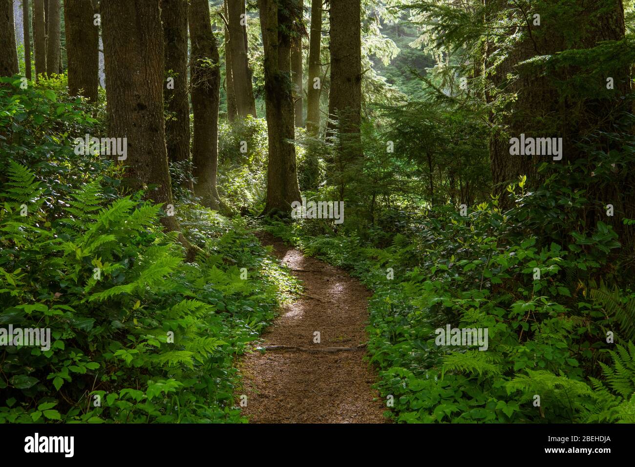 A path lined with ferns curves through a forest with lush greenery to a ...