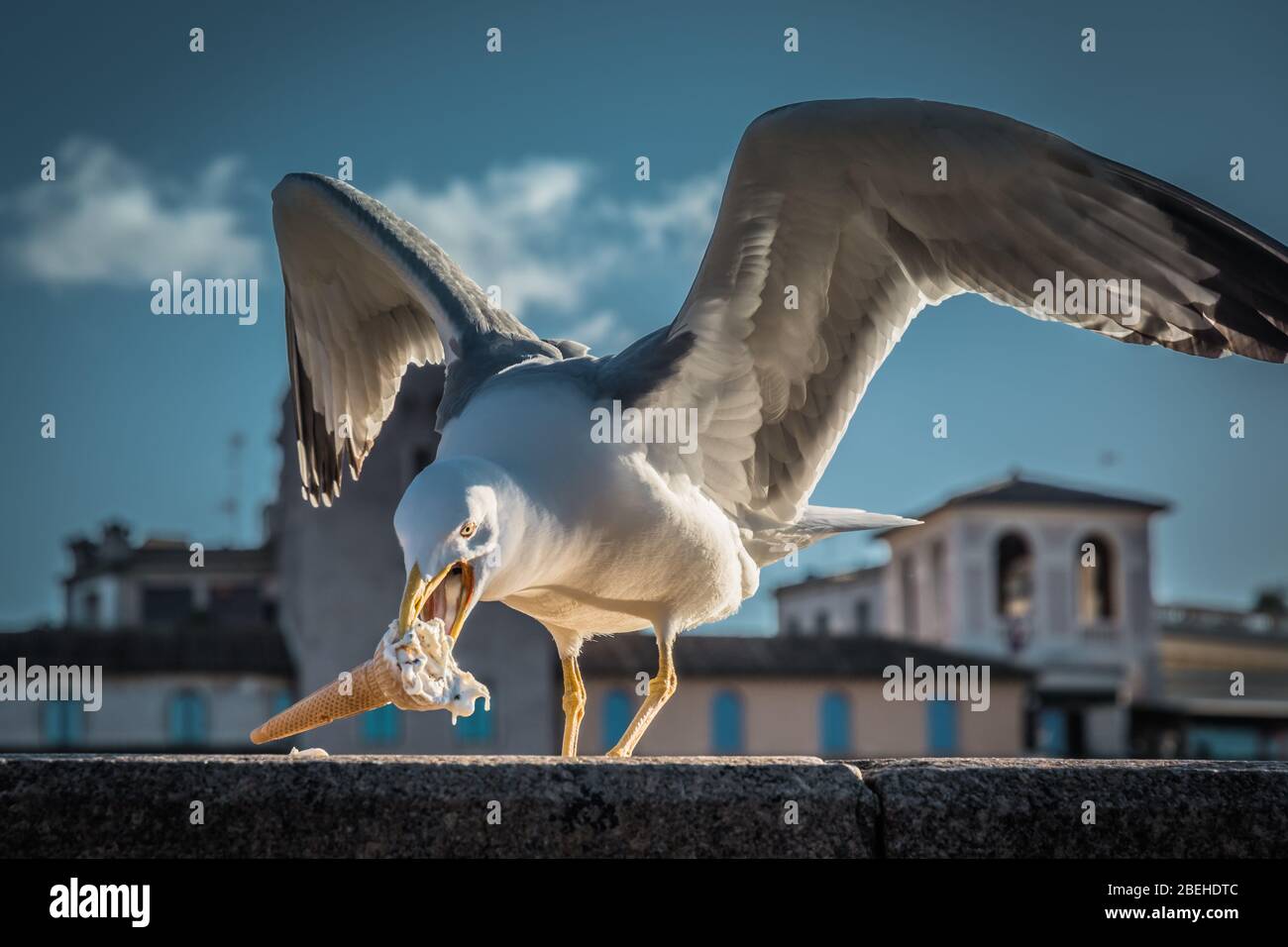 The bird is eating ice cream in Rome Stock Photo - Alamy