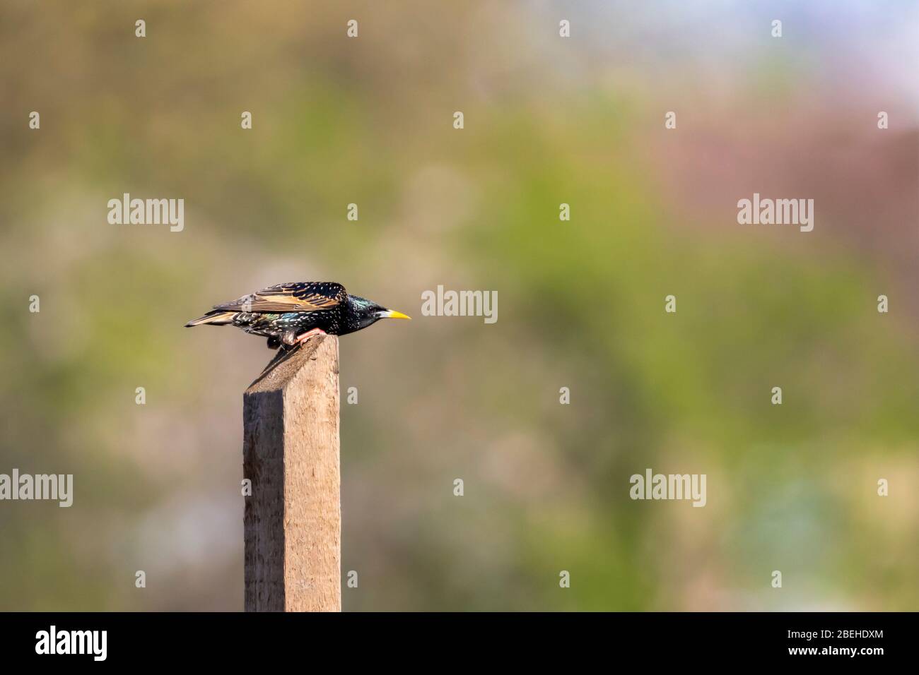 Angry looking bird hi-res stock photography and images - Alamy