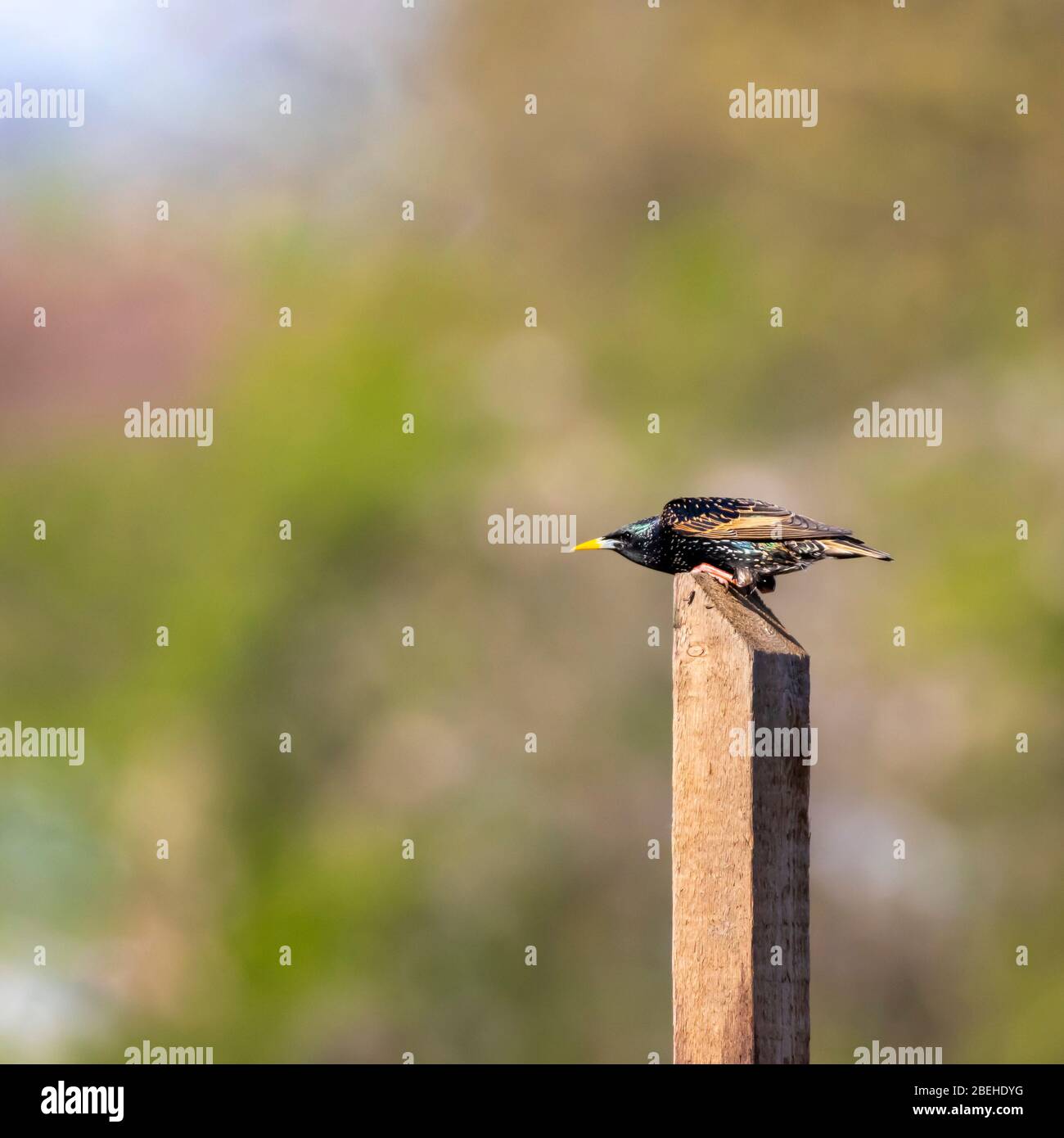 Angry looking bird hi-res stock photography and images - Alamy