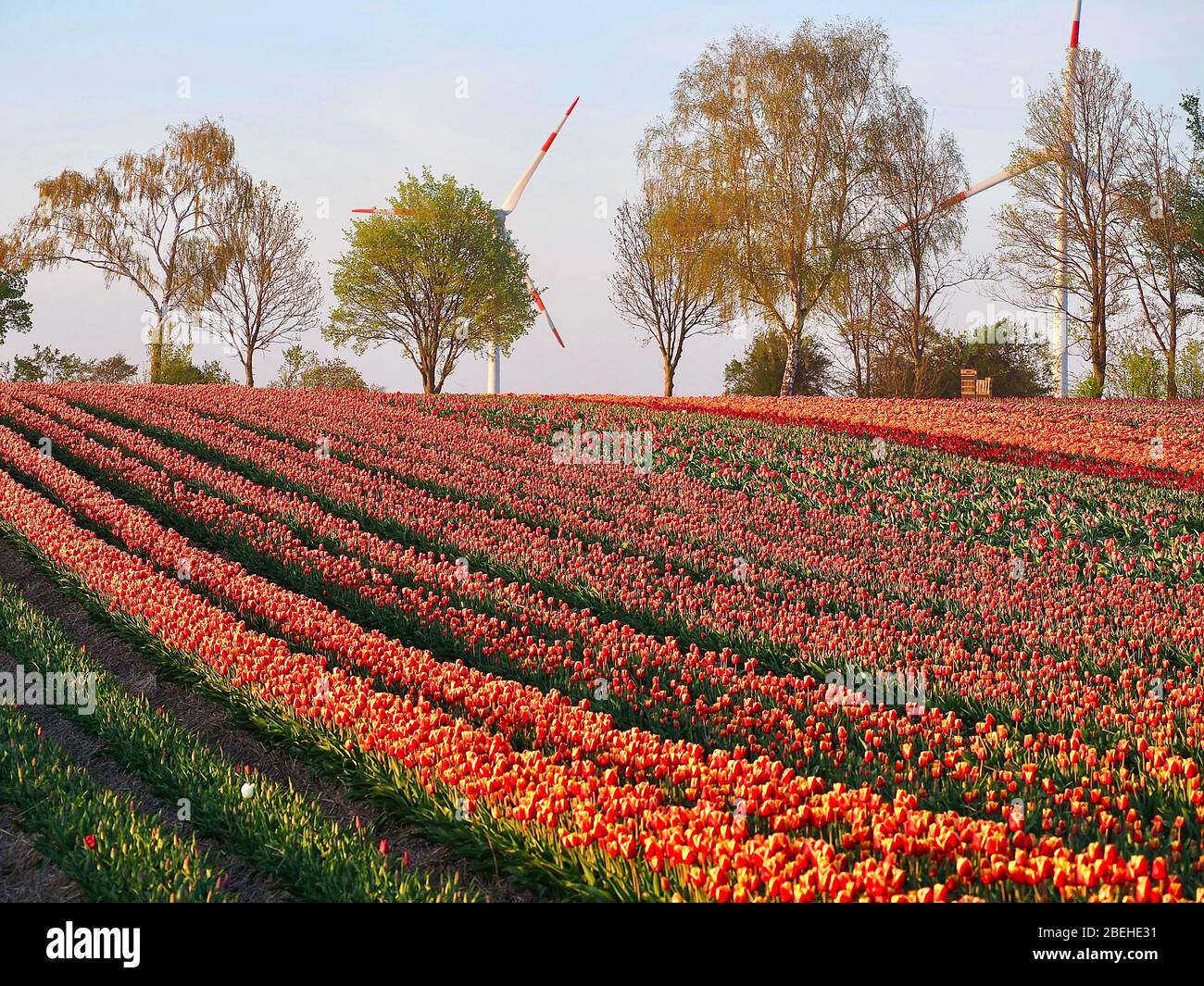 Field of beautiful blooming tulips for agriculture in Germany Stock ...