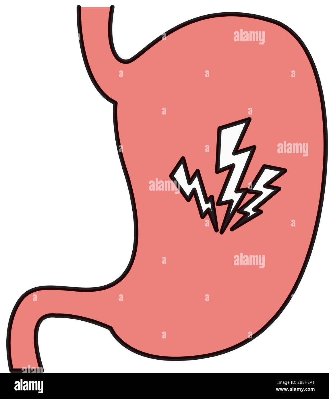 Anatomical model stomach Stock Vector Images - Alamy
