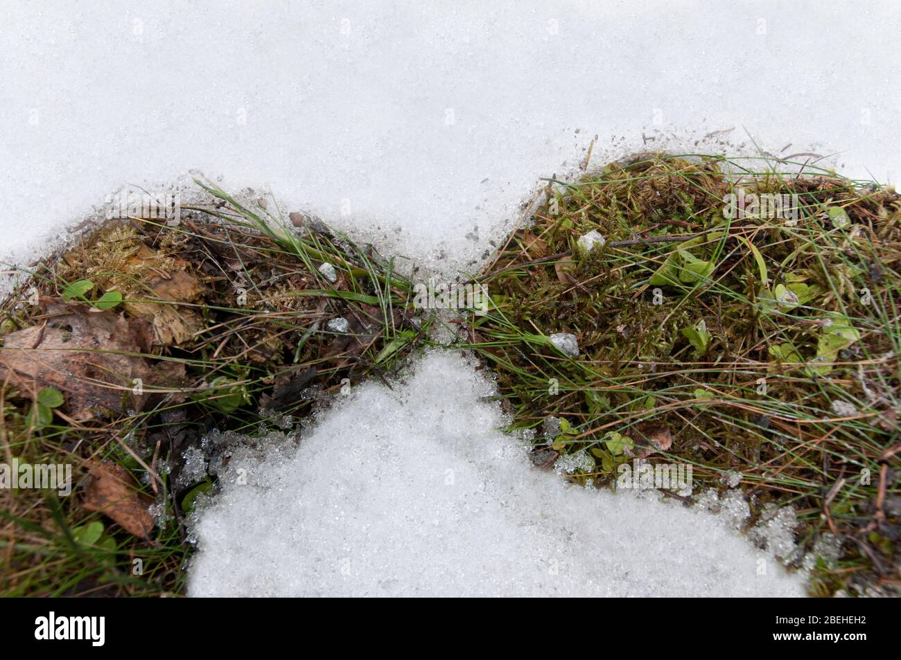 Two roots, grass, snow, a kiss and love Stock Photo - Alamy
