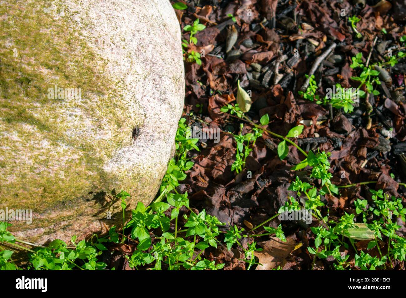 A Common House Fly Resting on a Tan Rock Outside Stock Photo - Alamy