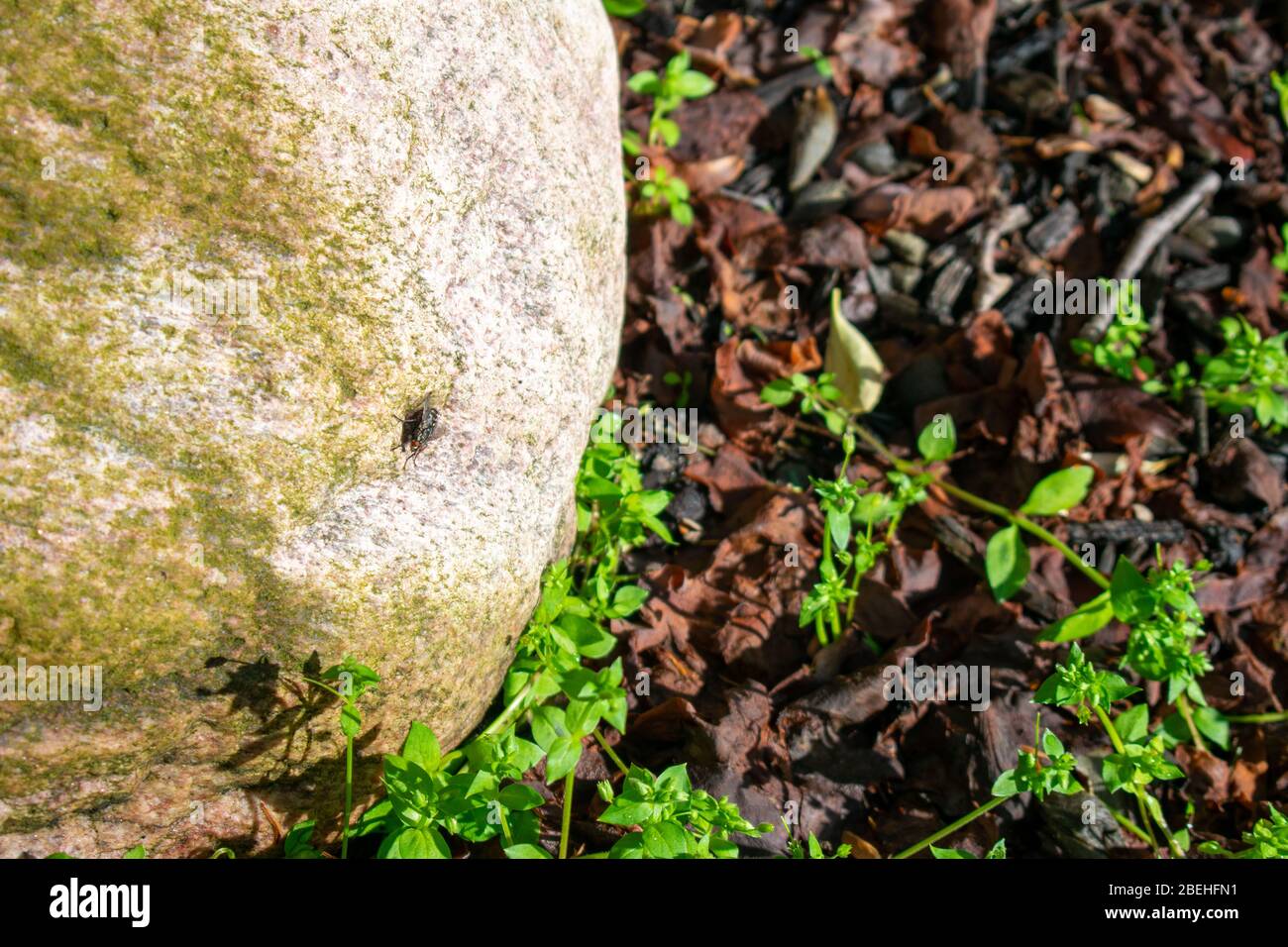 A Common House Fly Resting on a Tan Rock Outside Stock Photo - Alamy