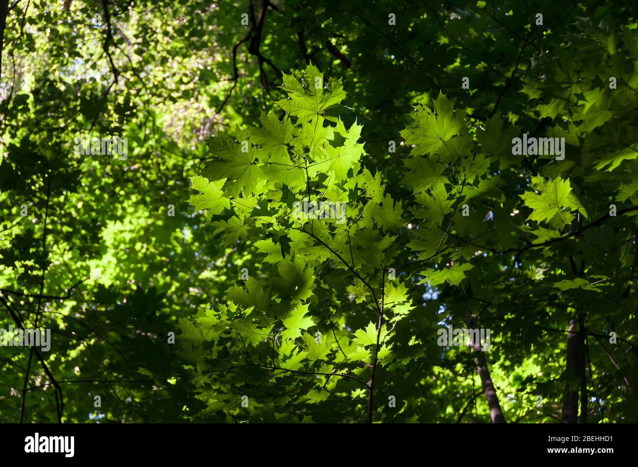 Lush green tree canopy hi-res stock photography and images - Alamy