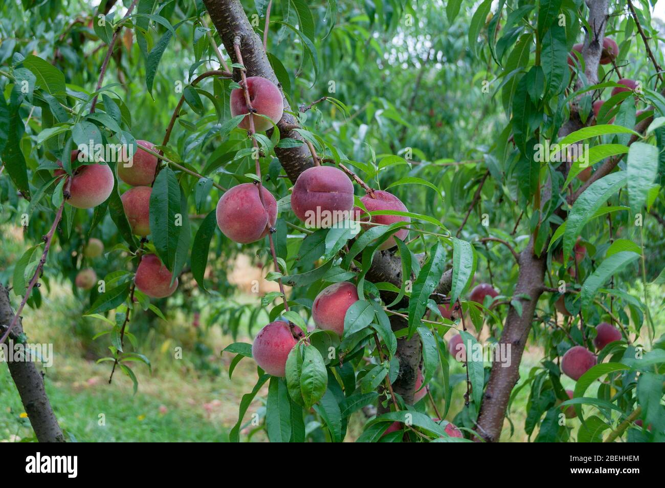 Ripe peaches hanging on a branch on peach tree in an fruit orchard ...