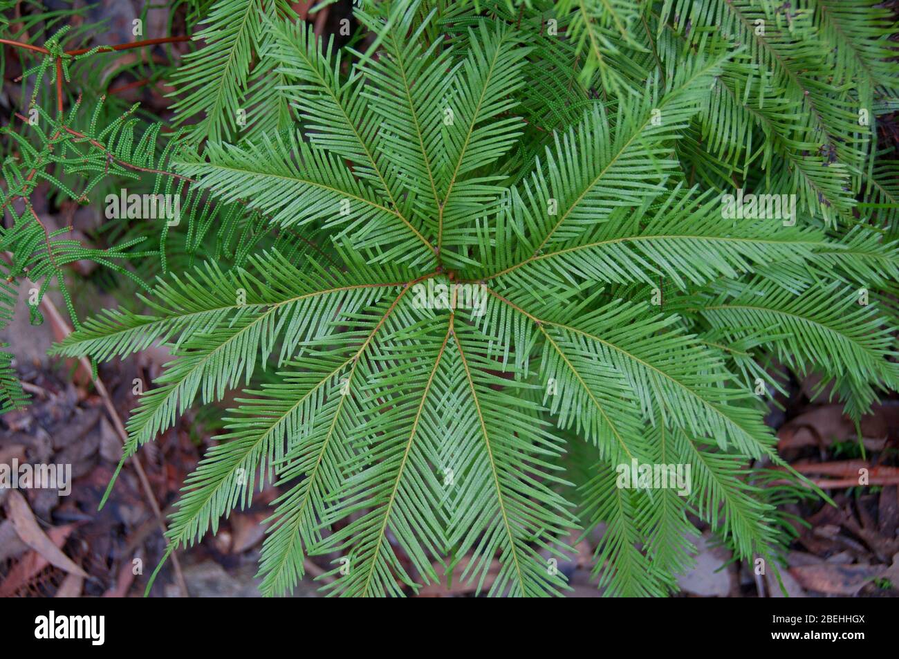 View from above on green lush fern. Tropical climate nature background ...