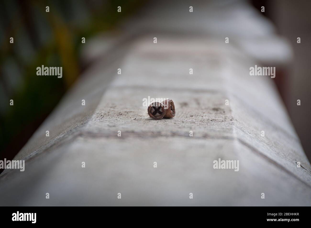 Eucalyptus tree seedling pods close up. Australian gumtree seeds on a ...