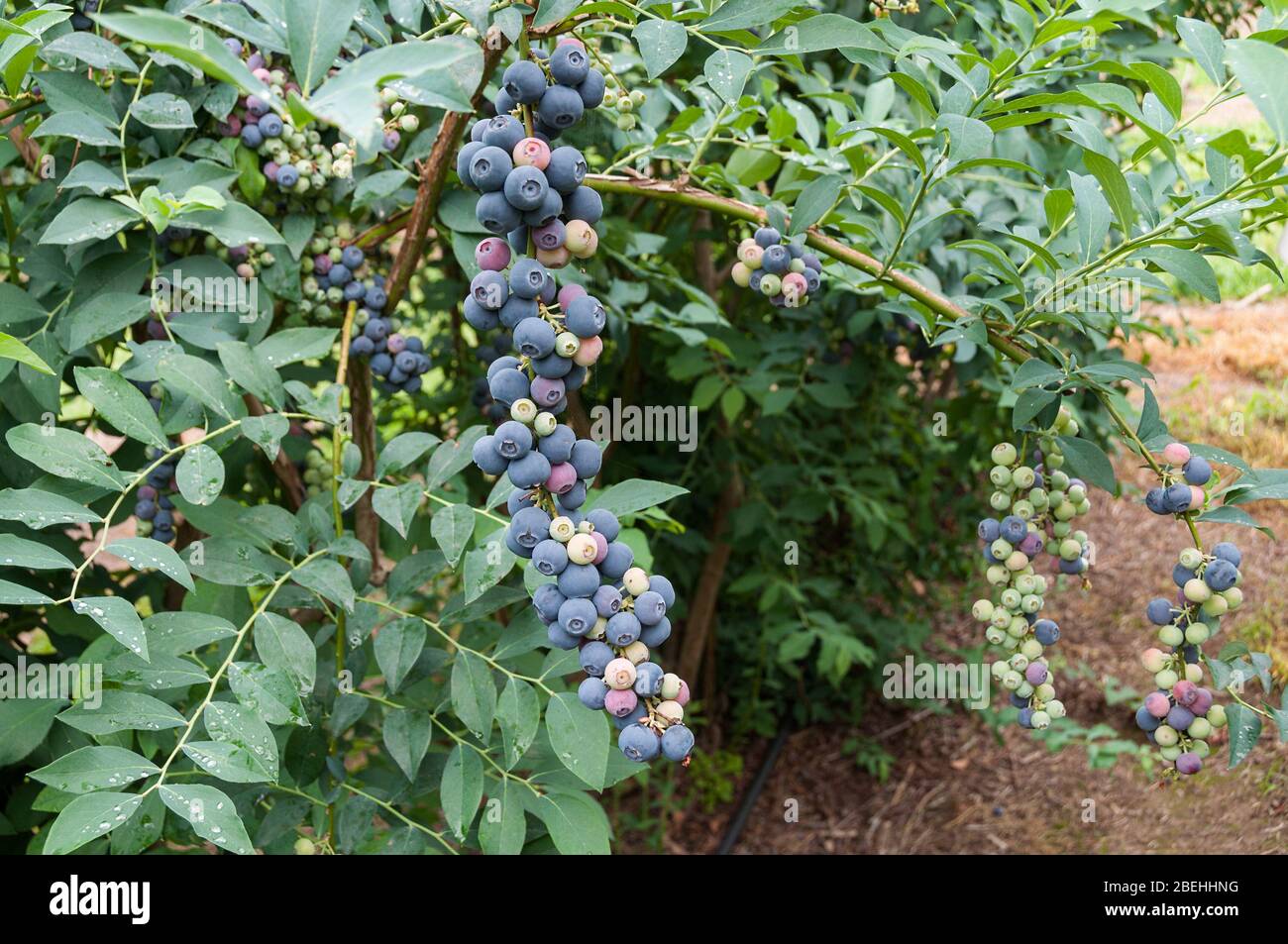 Branch of ripe blueberries in the garden. Growing organic food farm ...