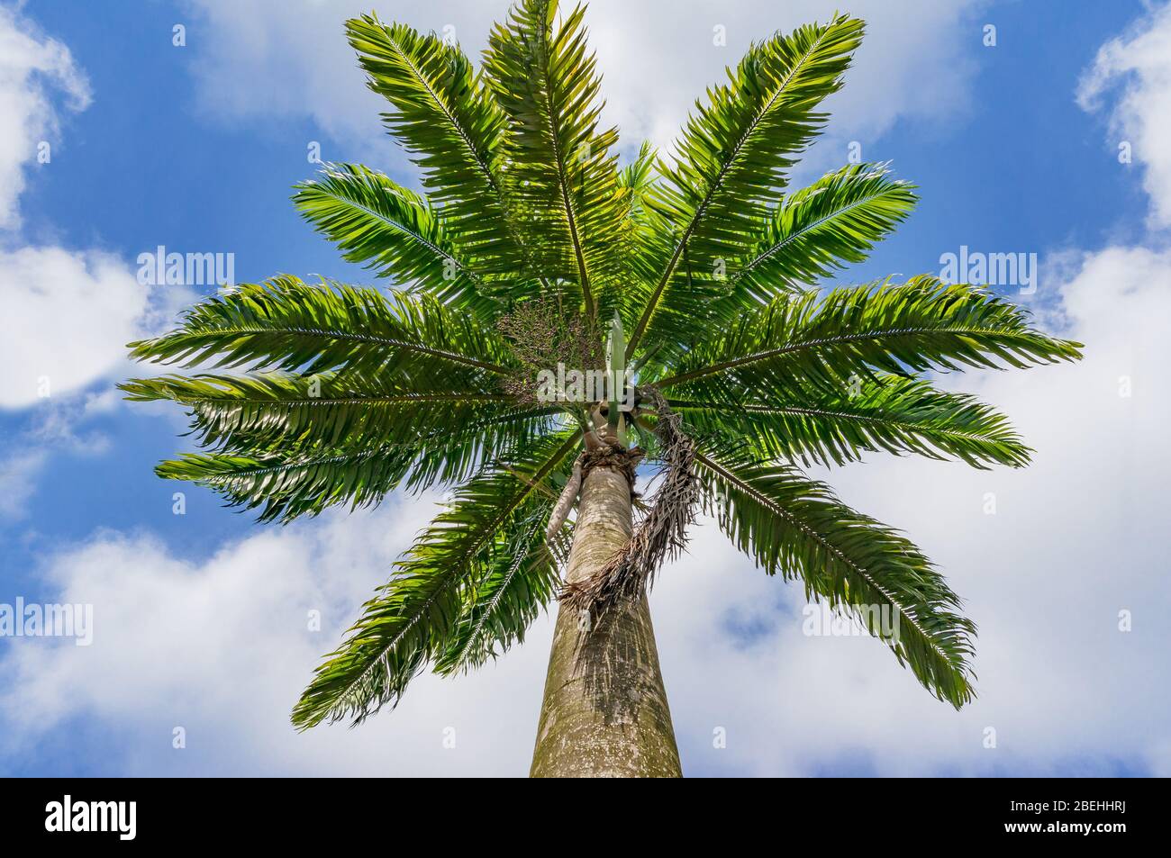 Looking up lush tropical palm hi-res stock photography and images - Alamy