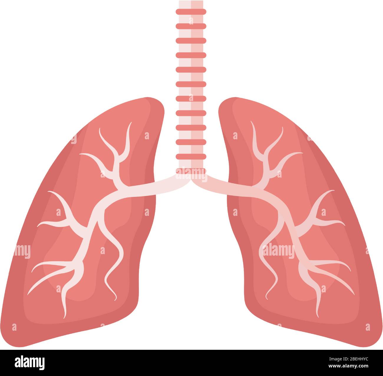 lungs organs human anatomy icon Stock Vector Image & Art - Alamy