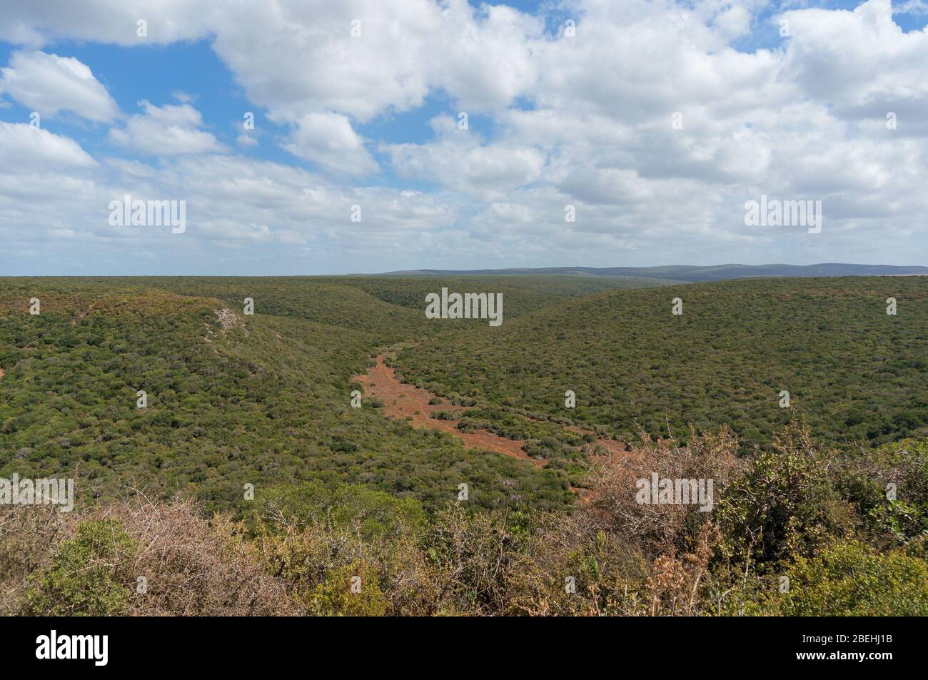 African bushveld, forest panorama landscape, nature background Stock ...