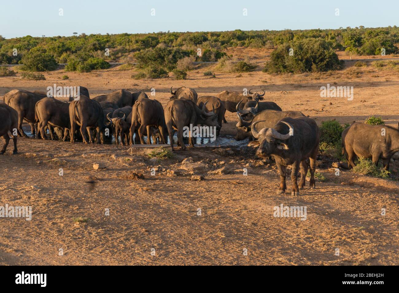 Wild buffaloes at waterhole in African savannah. Safari game drive in ...