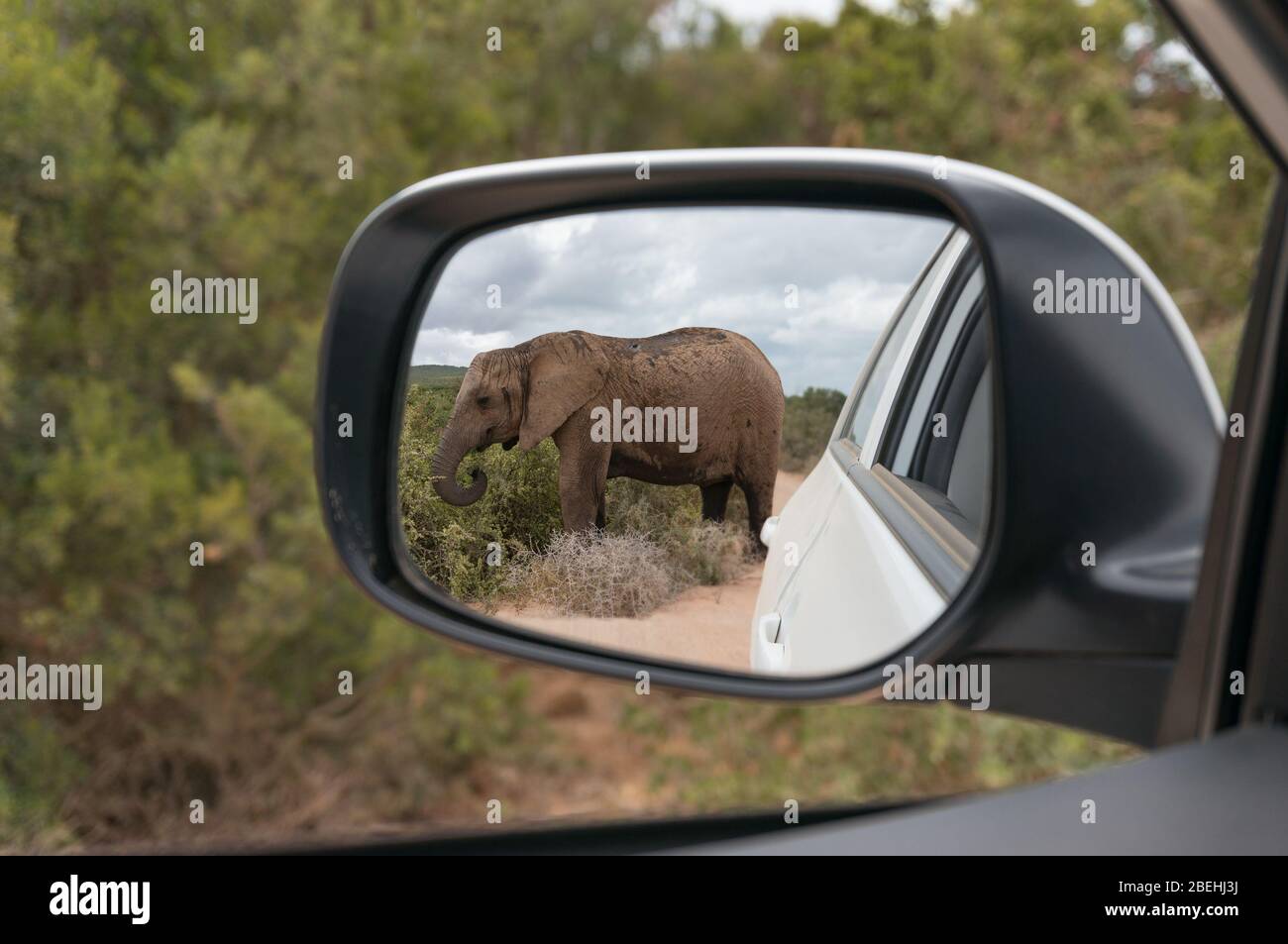 Elephant with mirror hi-res stock photography and images - Alamy