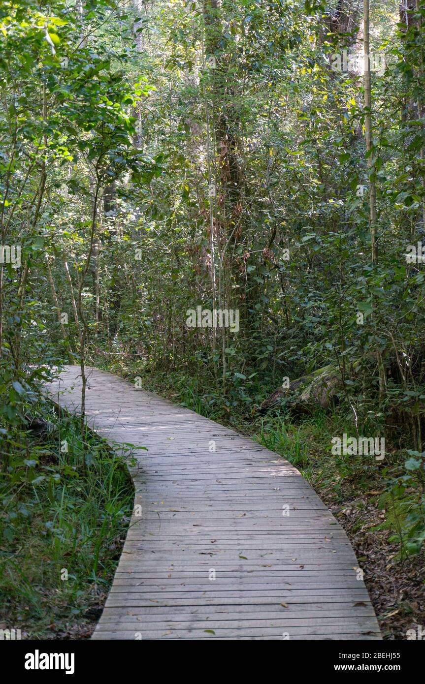 Wooden path, boardwalk in the forest. Hiking scene Stock Photo - Alamy