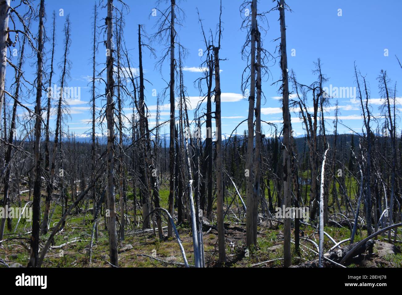 Burnt forest seen hiking on the Chilcotin plateau, British Columbia ...