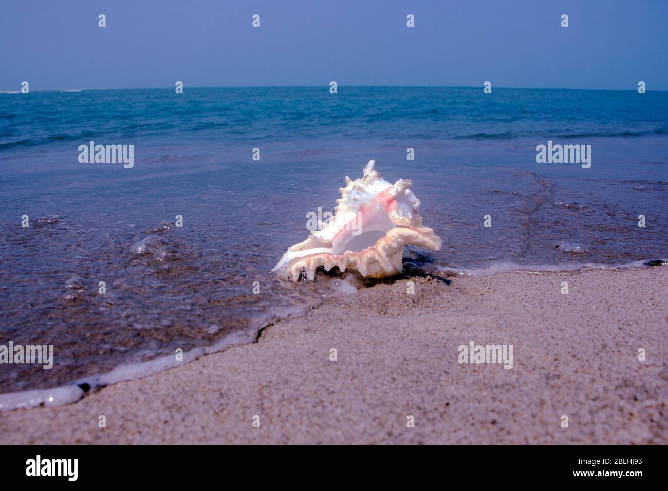 A seashell or sea shell, also known simply as a shell, is a hard ...