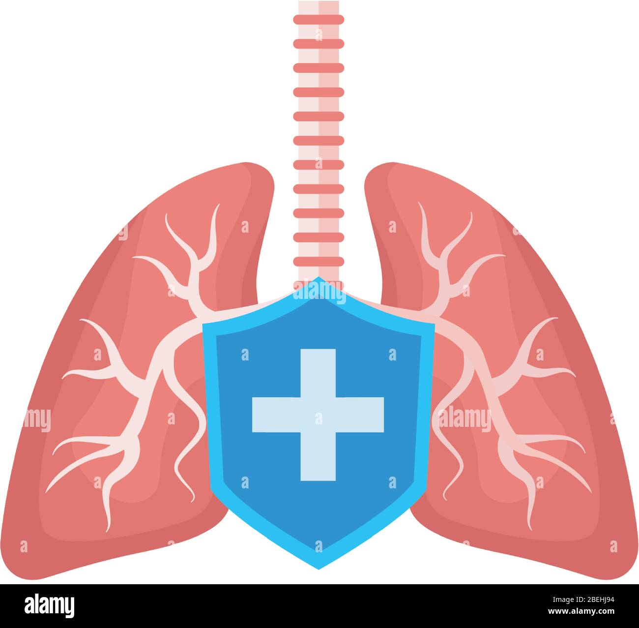 lungs organs human anatomy with shield Stock Vector Image & Art - Alamy