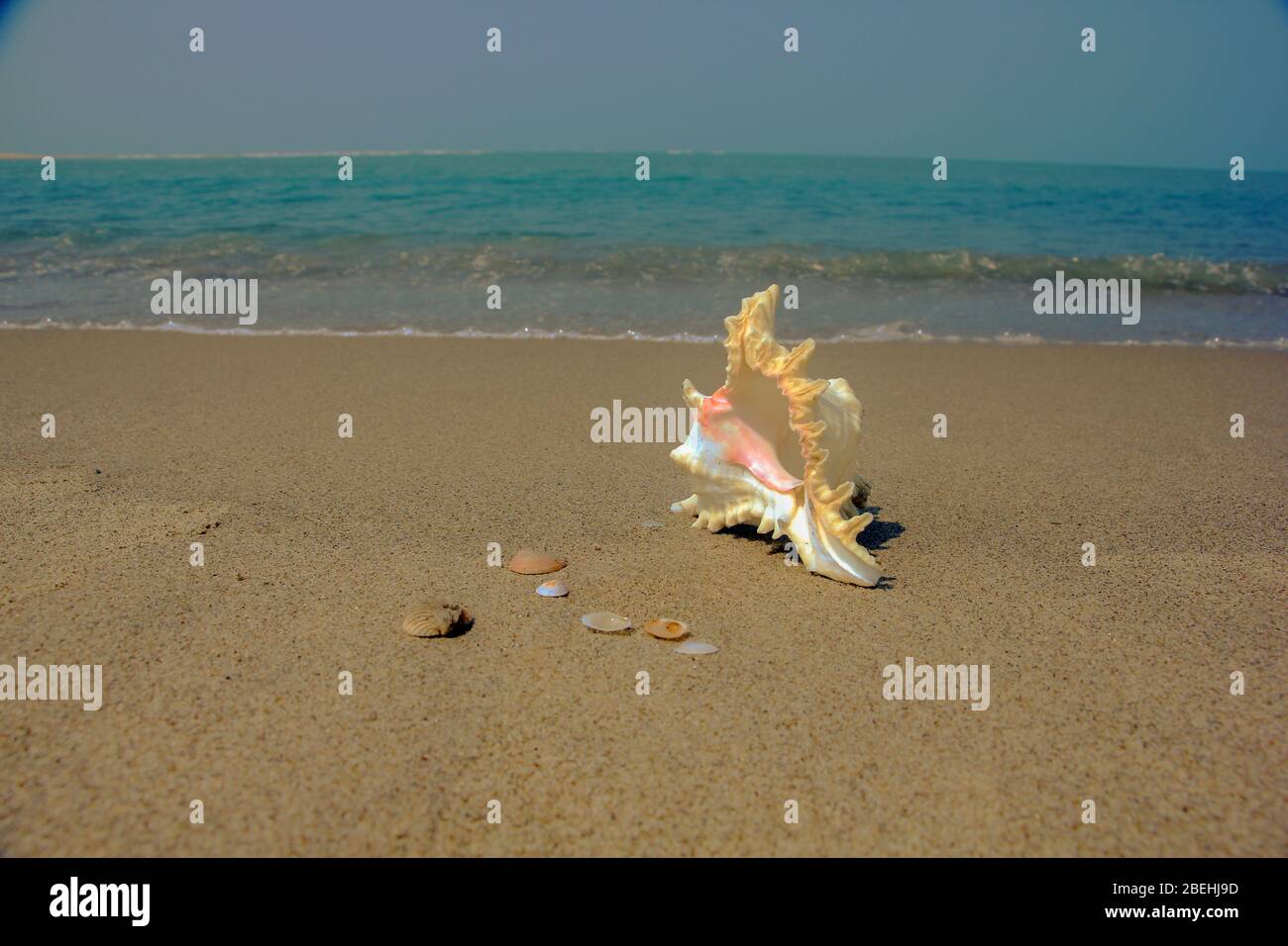 A seashell or sea shell, also known simply as a shell, is a hard ...