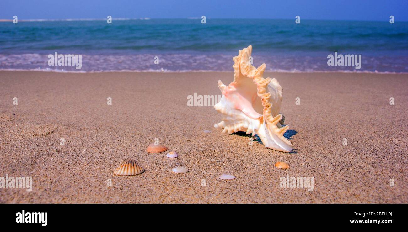 Seashell In The Illinois River